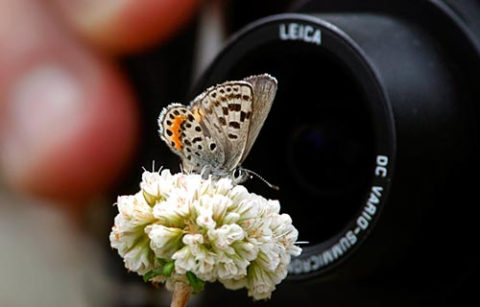 History of The Endangered El Segundo Blue Butterfly | Obsession with ...