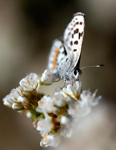 History of The Endangered El Segundo Blue Butterfly | Obsession with ...