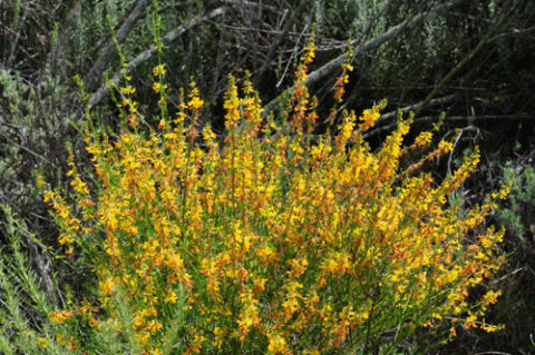Deerweed is not just for Deer… | Obsession with Butterflies